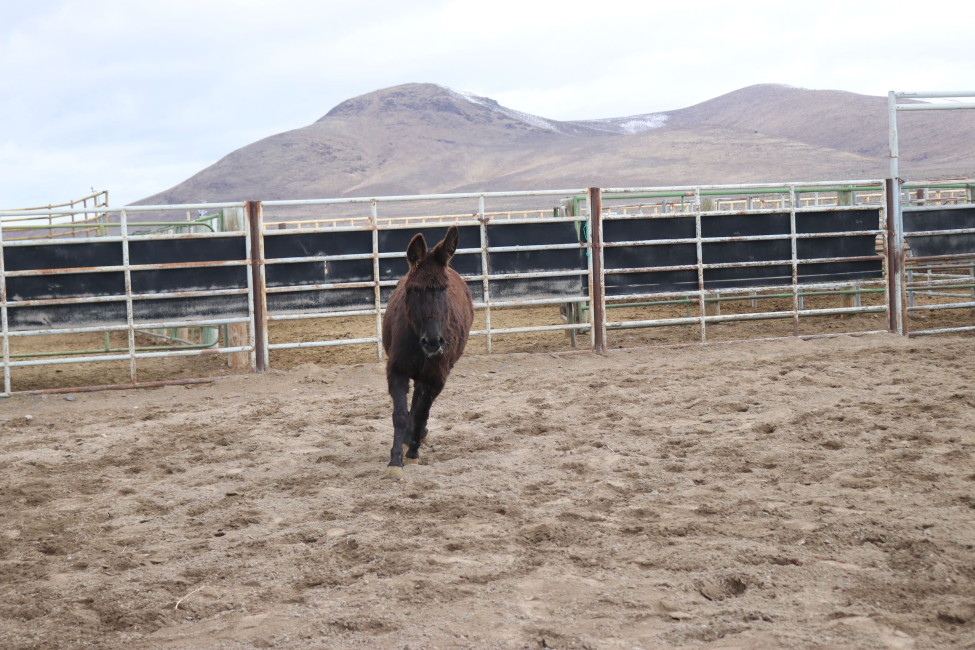 Wild Horse and Burro Online Corral - 7 YEAR OLD BLACK FEMALE BURRO (7269)