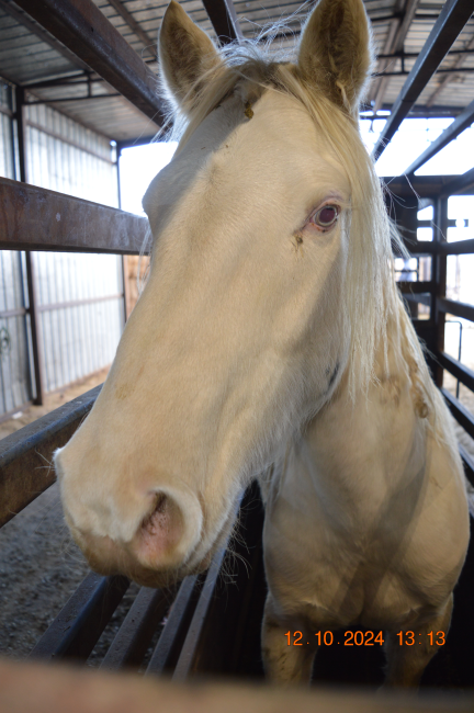 Wild Horse and Burro Online Corral - 7 YEAR OLD WHITE GELDING HORSE (8259)