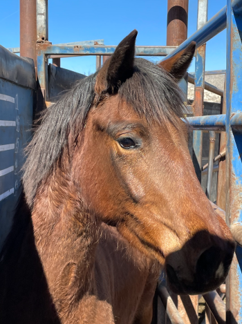 Wild Horse and Burro Online Corral - 4 YEAR OLD BAY FEMALE HORSE (3143)