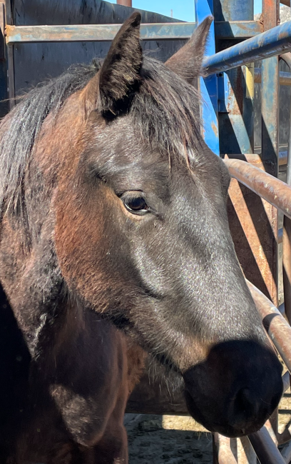 Wild Horse and Burro Online Corral - 3 YEAR OLD BROWN GELDING HORSE (1585)