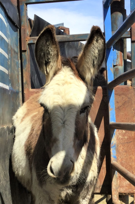 Wild Horse and Burro Online Corral - 9 YEAR OLD PINTO FEMALE BURRO (0019)