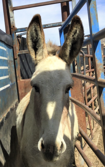 Wild Horse and Burro Online Corral - 7 YEAR OLD PINTO FEMALE BURRO (0033)