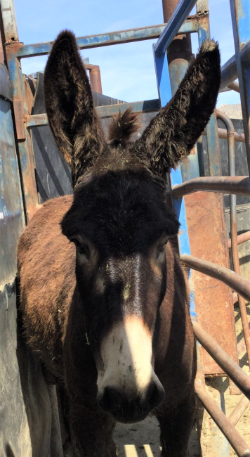 Wild Horse and Burro Online Corral - 4 YEAR OLD BLACK FEMALE BURRO (0038)