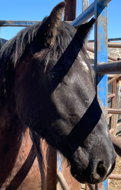 Wild Horse and Burro Online Corral - 5 YEAR OLD BLACK GELDING HORSE (0080)