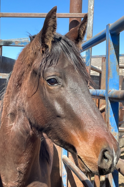 Wild Horse and Burro Online Corral - 4 YEAR OLD BROWN GELDING HORSE (2598)