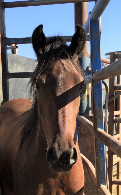 Wild Horse and Burro Online Corral - 5 YEAR OLD BAY FEMALE HORSE (5203)