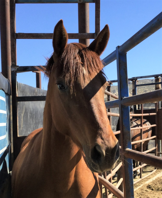 Wild Horse and Burro Online Corral - 8 YEAR OLD CHESTNUT FEMALE HORSE ...