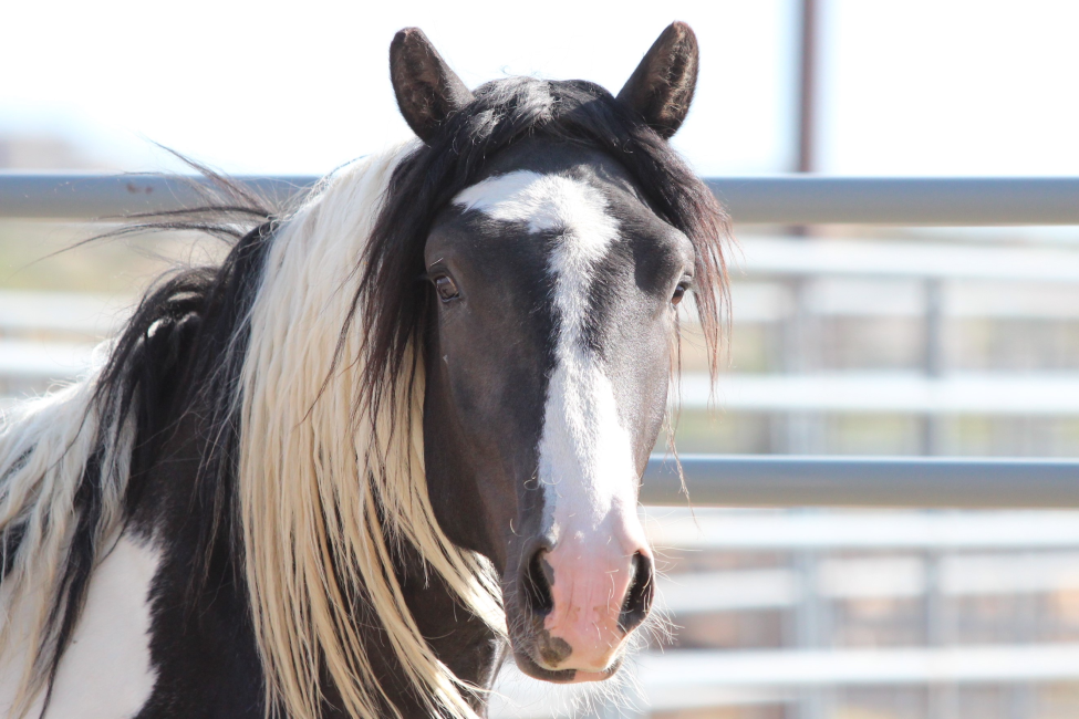 Wild Horse and Burro Online Corral - 2 YEAR OLD PINTO GELDING HORSE (9301)