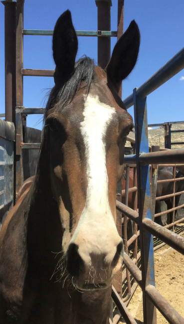 Wild Horse and Burro Online Corral - 5 YEAR OLD BAY GELDING HORSE (3527)