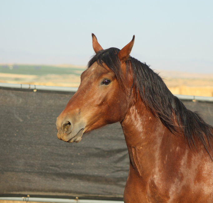 Wild Horse and Burro Online Corral - 8 YEAR OLD BROWN GELDING HORSE (6853)