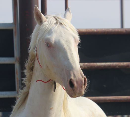 Wild Horse and Burro Online Corral - 5 YEAR OLD WHITE GELDING HORSE (7482)