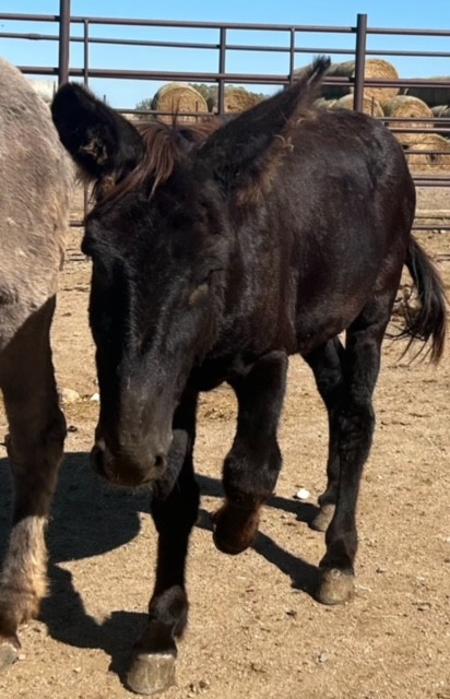 Wild Horse and Burro Online Corral - 13 YEAR OLD BROWN GELDING BURRO (6616)