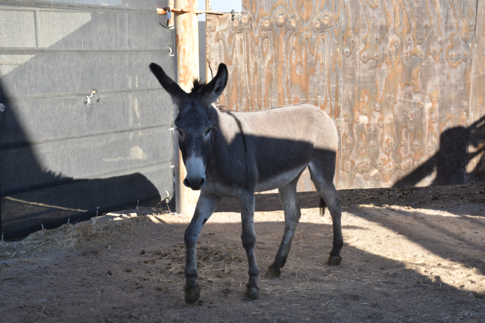 Wild Horse and Burro Online Corral - 4 YEAR OLD GRAY GELDING BURRO (1757)