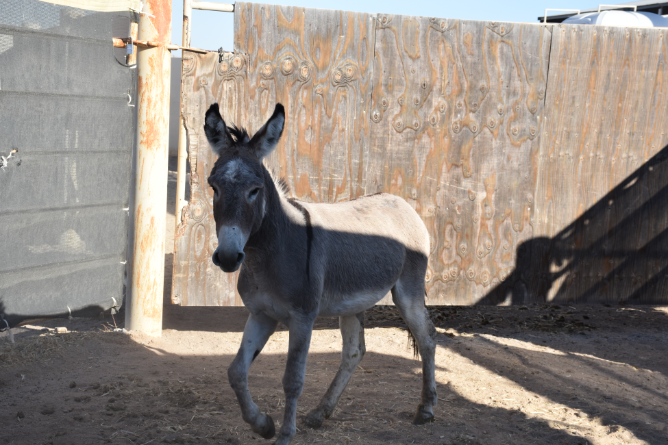 Wild Horse and Burro Online Corral - 6 YEAR OLD BURROPINK GELDING BURRO ...