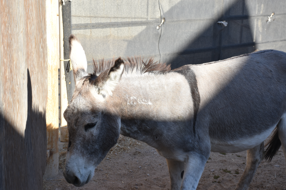 Wild Horse and Burro Online Corral - 7 YEAR OLD BURROPINK GELDING BURRO ...