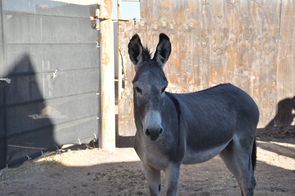 Wild Horse and Burro Online Corral - 6 YEAR OLD GRAY GELDING BURRO (1682)