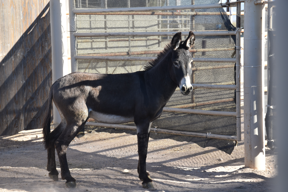 Wild Horse and Burro Online Corral - 8 YEAR OLD BROWN GELDING BURRO (1690)