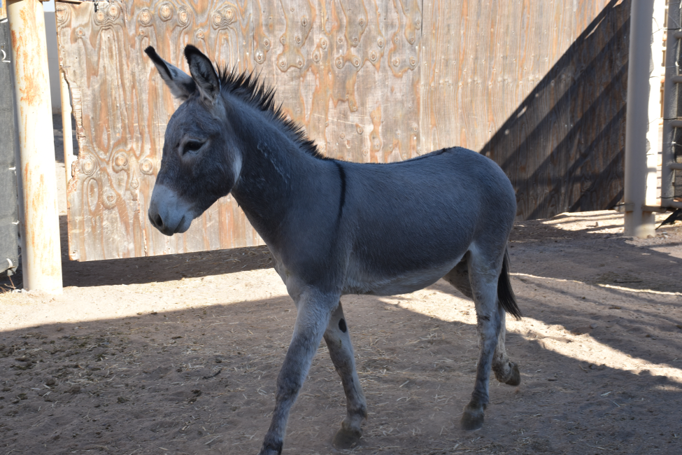 Wild Horse and Burro Online Corral - 6 YEAR OLD GRAY GELDING BURRO (1692)