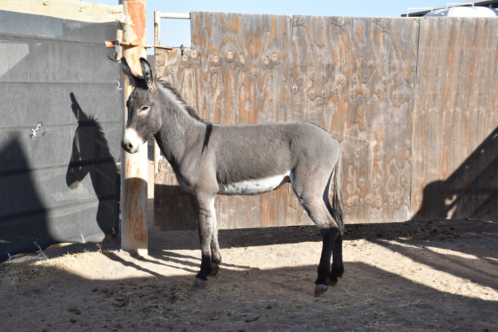 Wild Horse and Burro Online Corral - 6 YEAR OLD GRAY GELDING BURRO (1643)