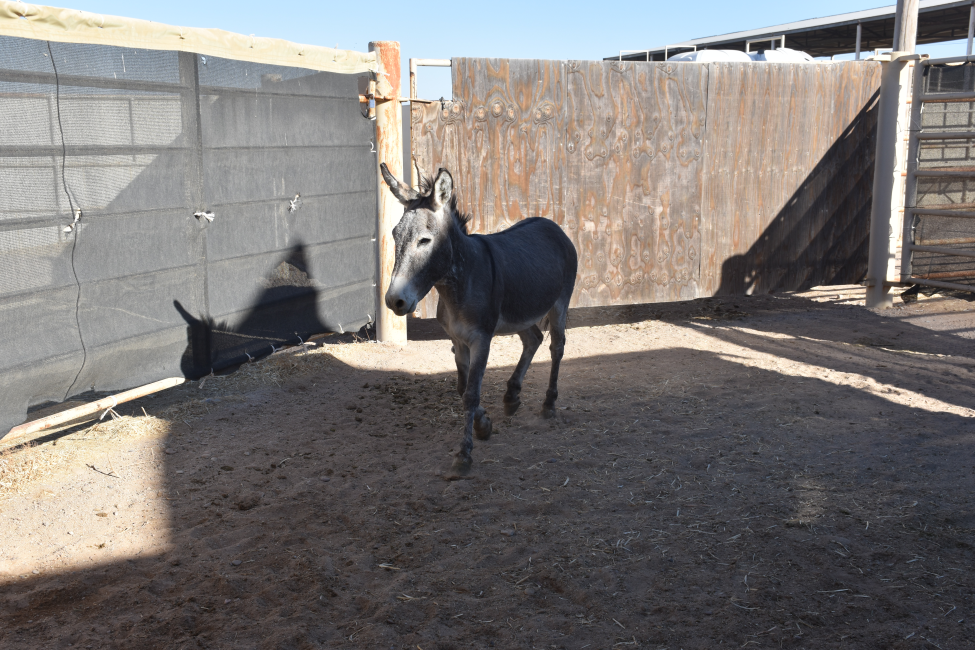 Wild Horse and Burro Online Corral - 7 YEAR OLD GRAY GELDING BURRO (1749)