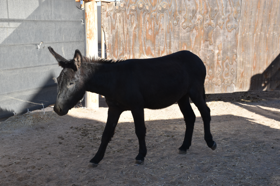 Wild Horse and Burro Online Corral - 3 YEAR OLD BROWN GELDING BURRO (9264)