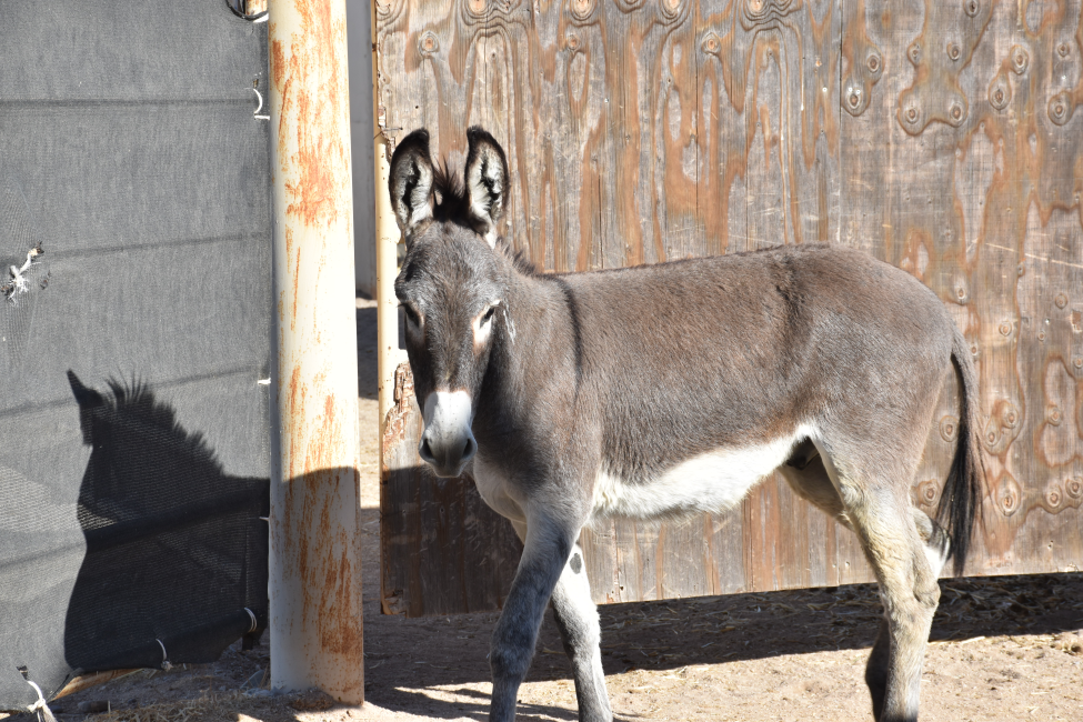 Wild Horse and Burro Online Corral - 2 YEAR OLD BURROBLUE GELDING BURRO ...