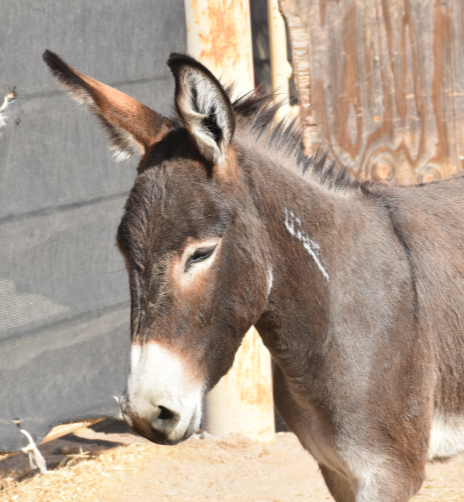 Wild Horse and Burro Online Corral - 2 YEAR OLD GRAY FEMALE BURRO (1870)