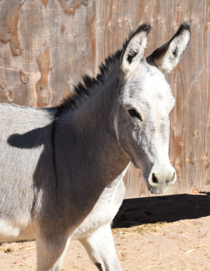 Wild Horse and Burro Online Corral - 1 YEAR OLD BURROPINK FEMALE BURRO ...