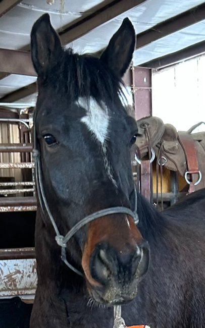 Wild Horse and Burro Online Corral - 5 YEAR OLD BROWN GELDING HORSE (4276)