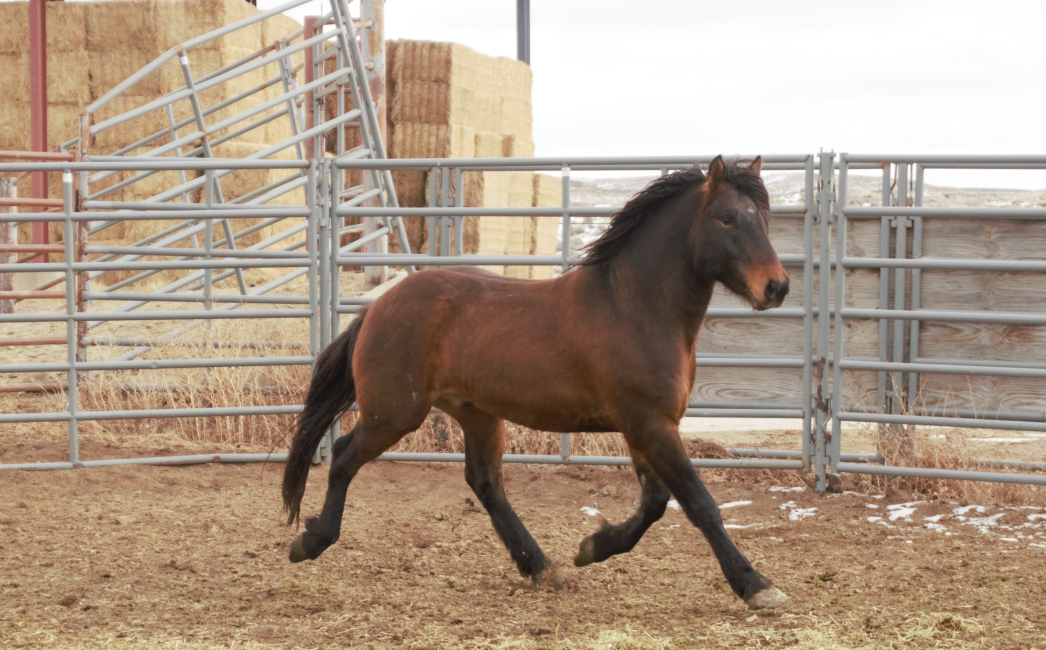 Wild Horse and Burro Online Corral - 11 YEAR OLD BROWN GELDING HORSE (8172)
