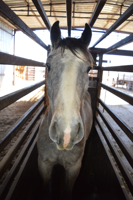 Wild Horse and Burro Online Corral - 3 YEAR OLD GRAY GELDING HORSE (4868)