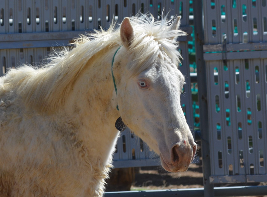 Wild Horse and Burro Online Corral - 2 YEAR OLD WHITE GELDING HORSE (8943)