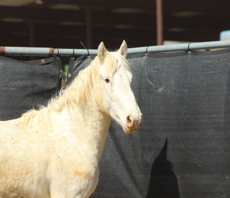 Wild Horse and Burro Online Corral - 3 YEAR OLD WHITE GELDING HORSE (8662)