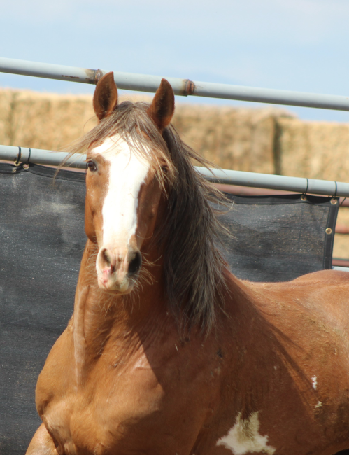 Wild Horse and Burro Online Corral - 14 YEAR OLD PINTO GELDING HORSE (8745)