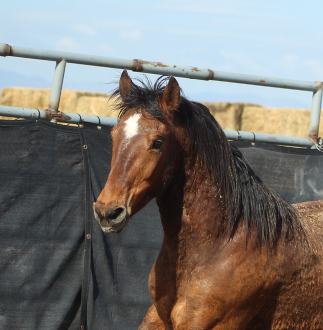 Wild Horse and Burro Online Corral - 11 YEAR OLD BAY GELDING HORSE (8809)