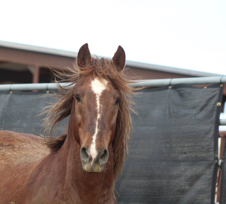 Wild Horse and Burro Online Corral - 17 YEAR OLD CHESTNUT GELDING HORSE ...