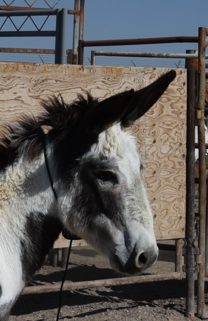 Wild Horse and Burro Online Corral - 11 YEAR OLD PINTO FEMALE BURRO (4119)