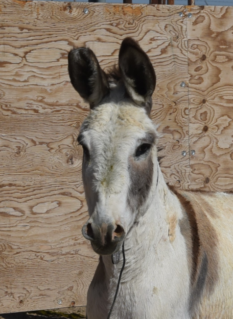 Wild Horse and Burro Online Corral - 15 YEAR OLD PINTO GELDING BURRO (4134)