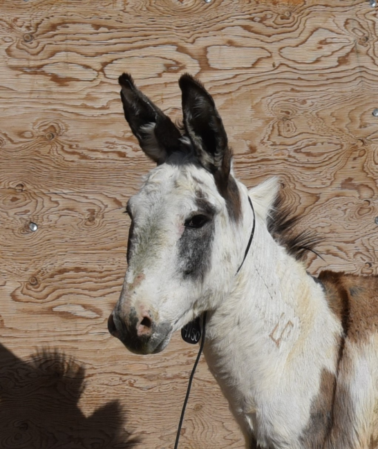 Wild Horse and Burro Online Corral - 12 YEAR OLD PINTO GELDING BURRO (4150)