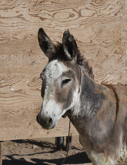 Wild Horse and Burro Online Corral - 18 YEAR OLD PINTO GELDING BURRO (4163)