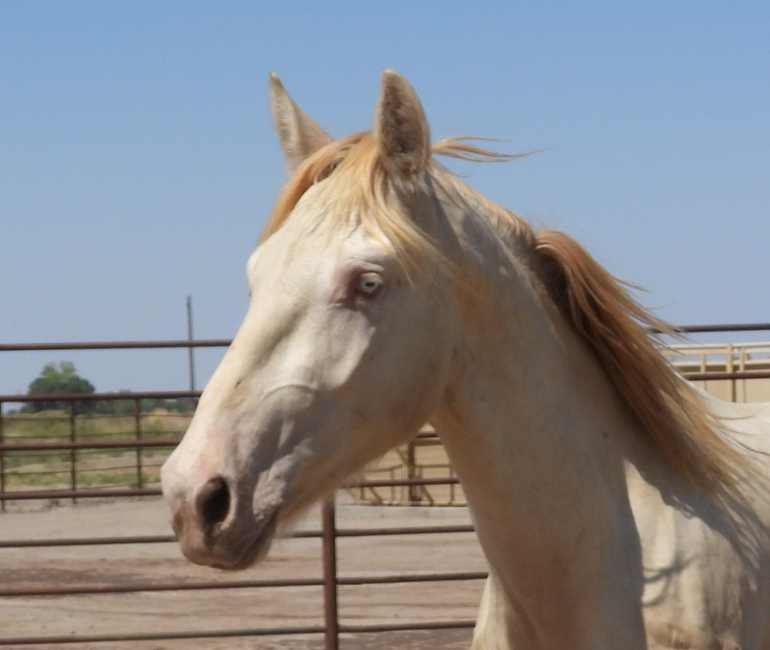 Wild Horse and Burro Online Corral - 5 YEAR OLD WHITE GELDING HORSE (5588)