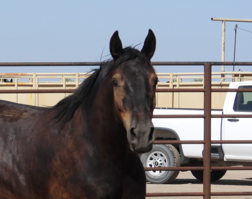 Wild Horse and Burro Online Corral - 4 YEAR OLD BROWN GELDING HORSE (5294)
