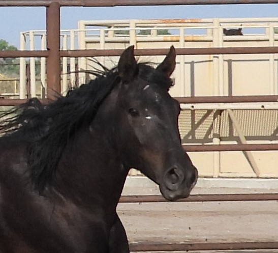 Wild Horse and Burro Online Corral - 4 YEAR OLD BROWN GELDING HORSE (8572)