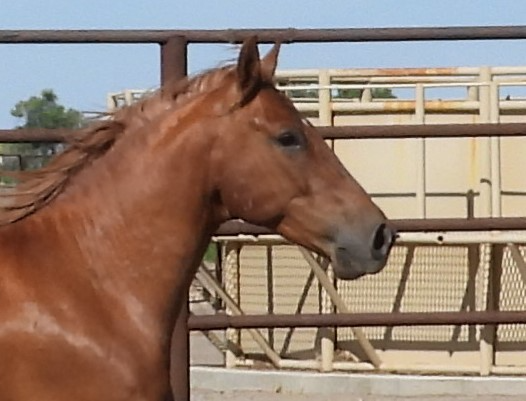 Wild Horse and Burro Online Corral - 5 YEAR OLD SORREL GELDING HORSE (8474)