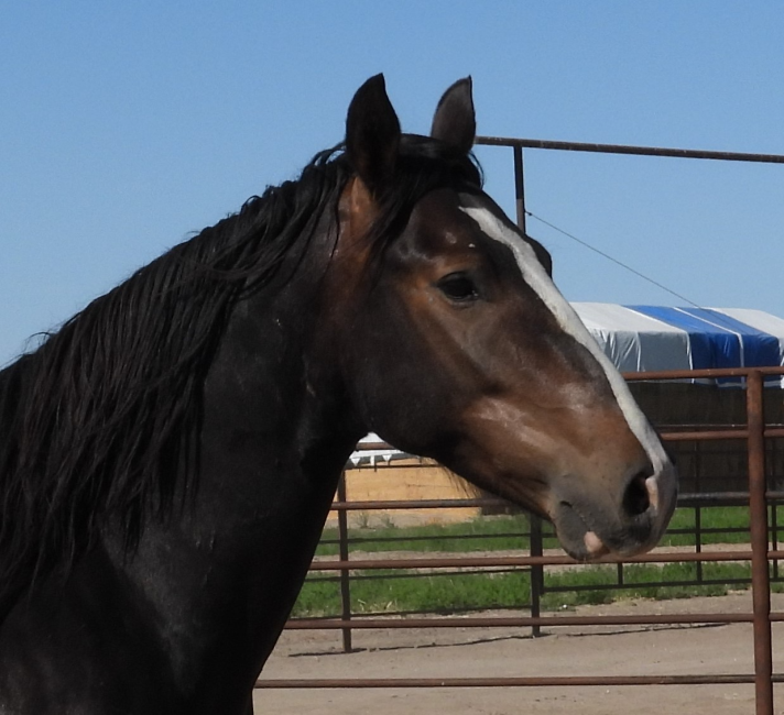 Wild Horse and Burro Online Corral - 6 YEAR OLD BROWN GELDING HORSE (8273)