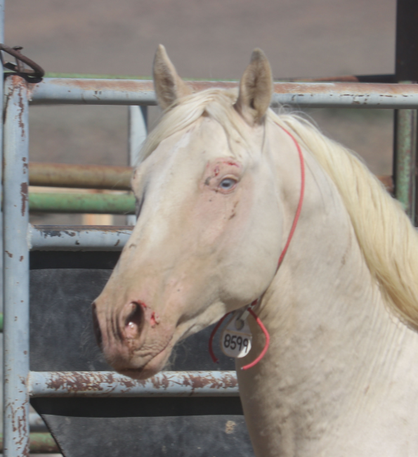 Wild Horse and Burro Online Corral - 7 YEAR OLD WHITE GELDING HORSE (8599)