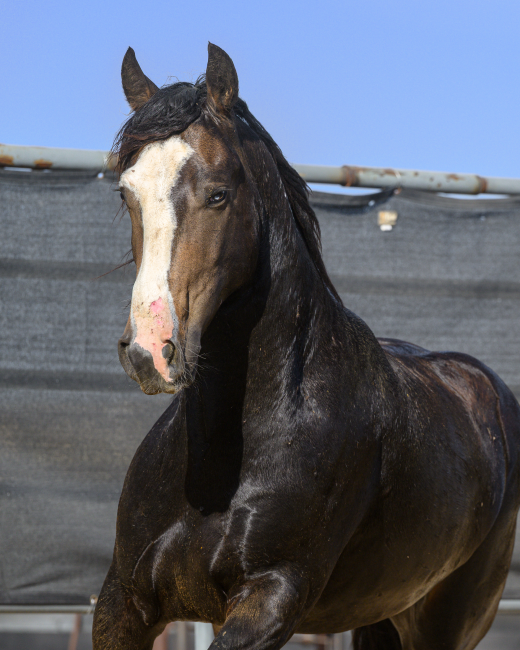 Wild Horse and Burro Online Corral - 10 YEAR OLD BROWN GELDING HORSE (7406)