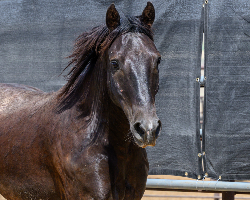 Wild Horse and Burro Online Corral - 10 YEAR OLD BROWN GELDING HORSE (7257)