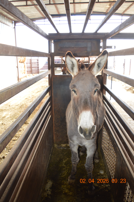 Wild Horse and Burro Online Corral - 13 YEAR OLD GRAY GELDING BURRO (4242)