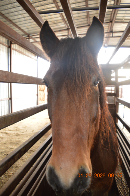 Wild Horse and Burro Online Corral - 6 YEAR OLD BROWN GELDING HORSE (5129)